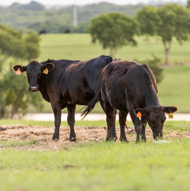 Harvey Angus Beef
